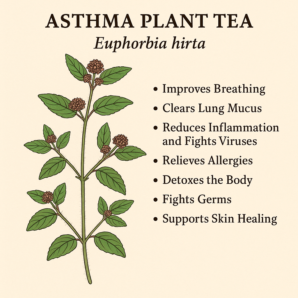 Asthma Plant Tea Euphorbia Hirta A Natural Way To Breathe Better And Asthma Plant Tea Euphorbia Hirta A Natural Way To Breathe Better And