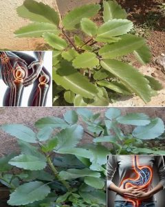 The Power of Miracle Leaf: A Simple Guide to Its Benefits and Uses ...